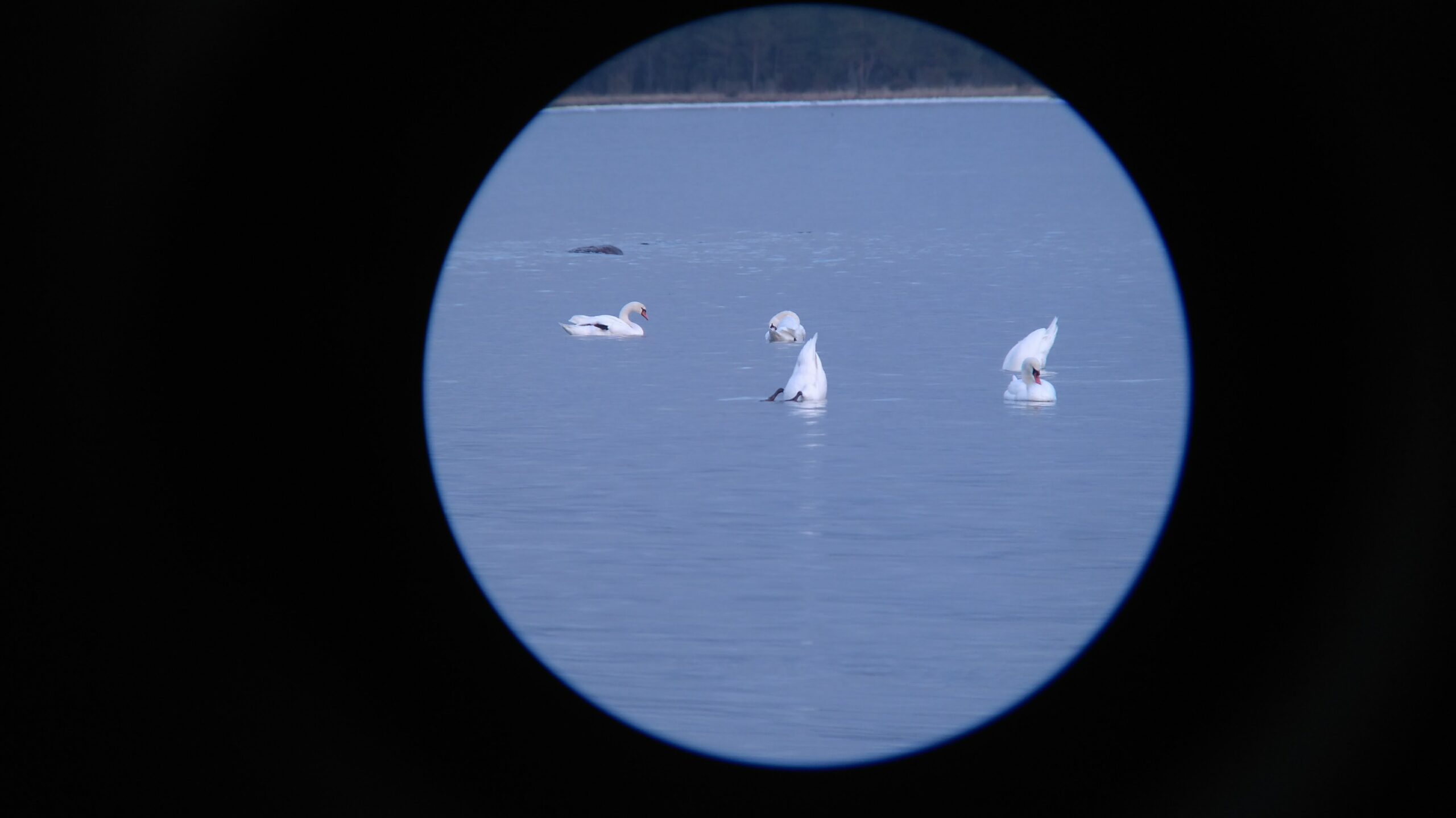 Mid-January Waterbirds - Under and Tuglas Literary Institute of the ...